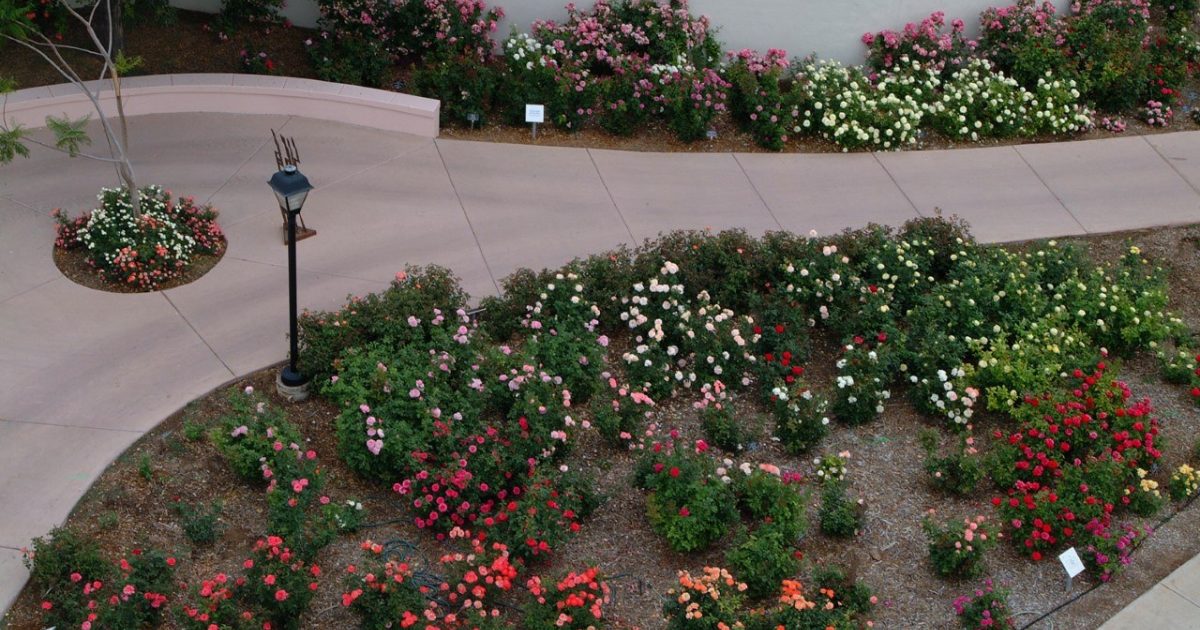 Stroll Through The Rose Garden | Visit Mesa