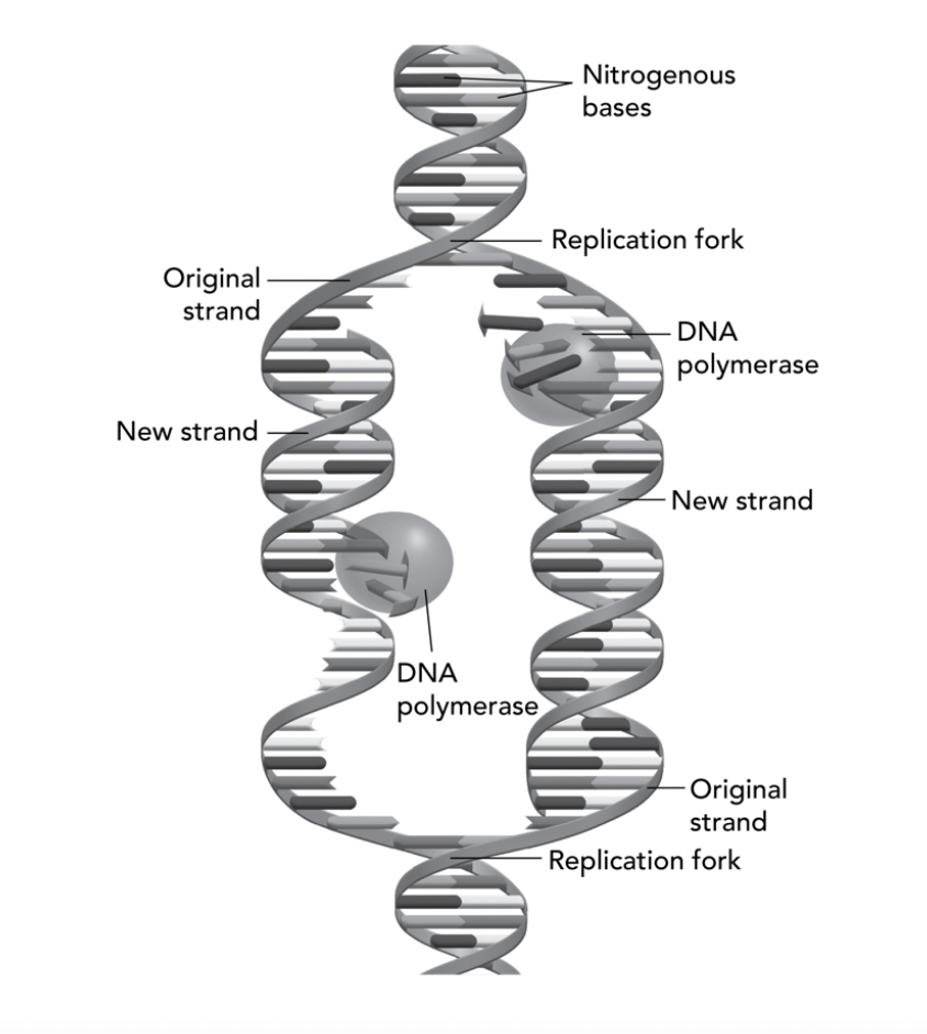 DNA Replication Process Practice Test Test Questions | Quizlet