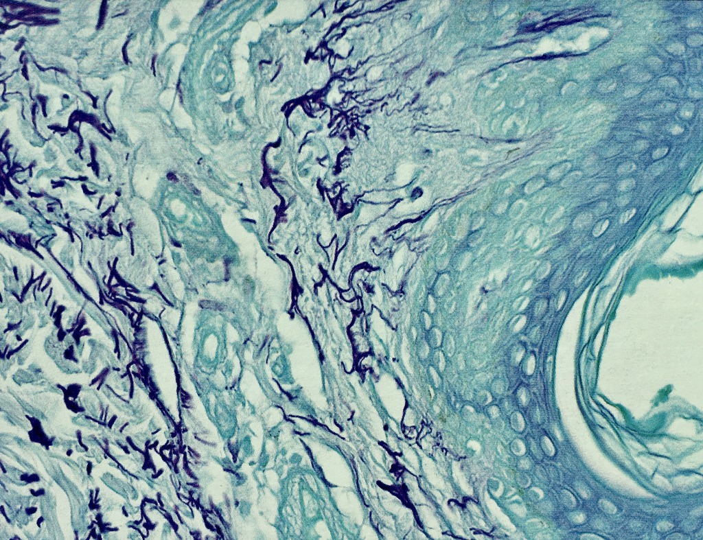 Microscope and Tissue Identification Practice Test Test Questions | Quizlet