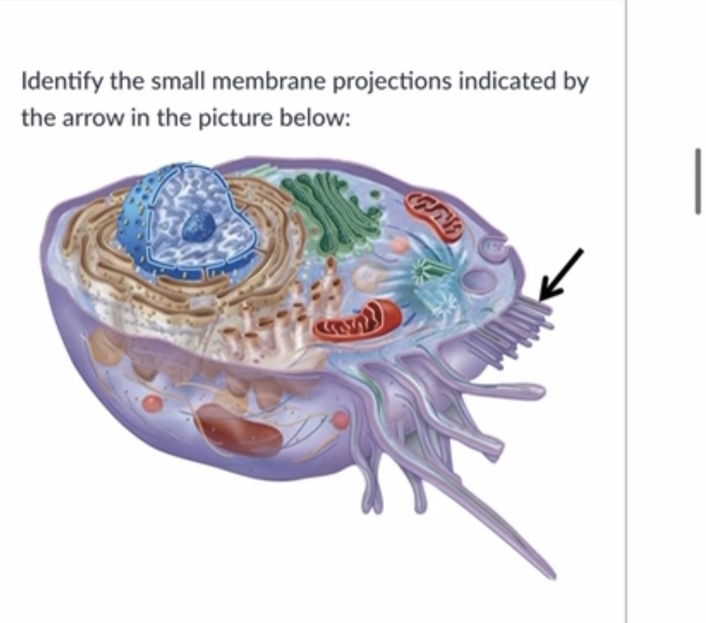 Cell Biology Concepts Practice Test Test Questions | Quizlet