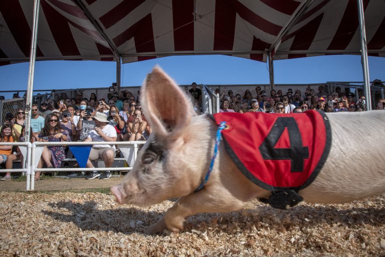All-Alaskan Racing Pigs - OC Fair & Event Center - Costa Mesa, CA