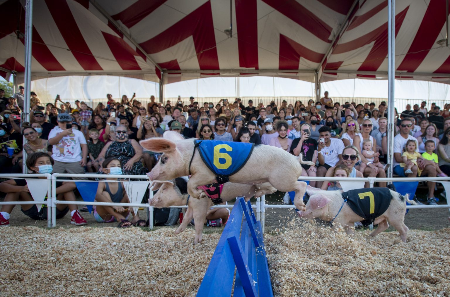 All-Alaskan Racing Pigs - OC Fair & Event Center - Costa Mesa, CA