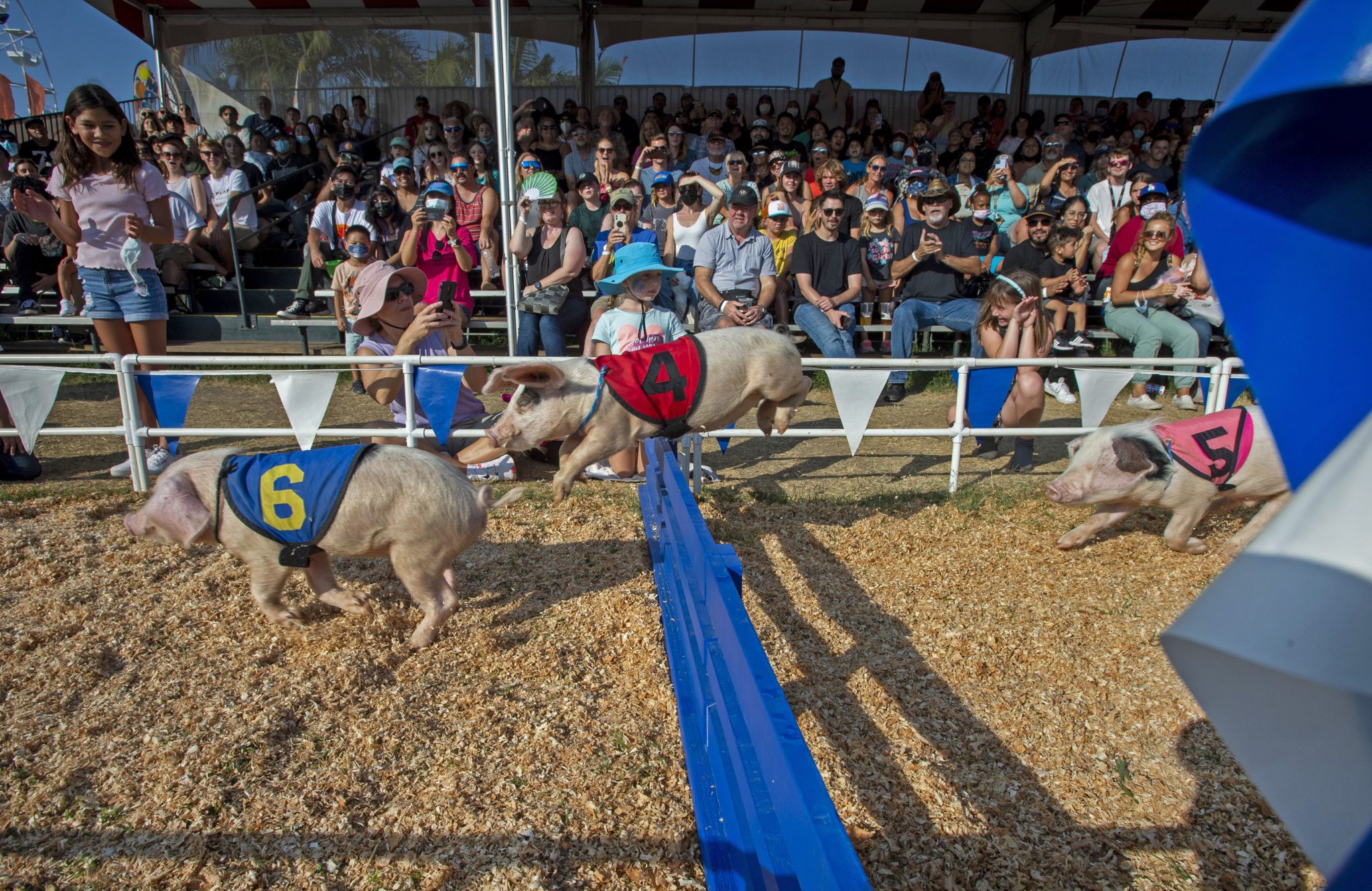 All-Alaskan Racing Pigs - OC Fair & Event Center - Costa Mesa, CA