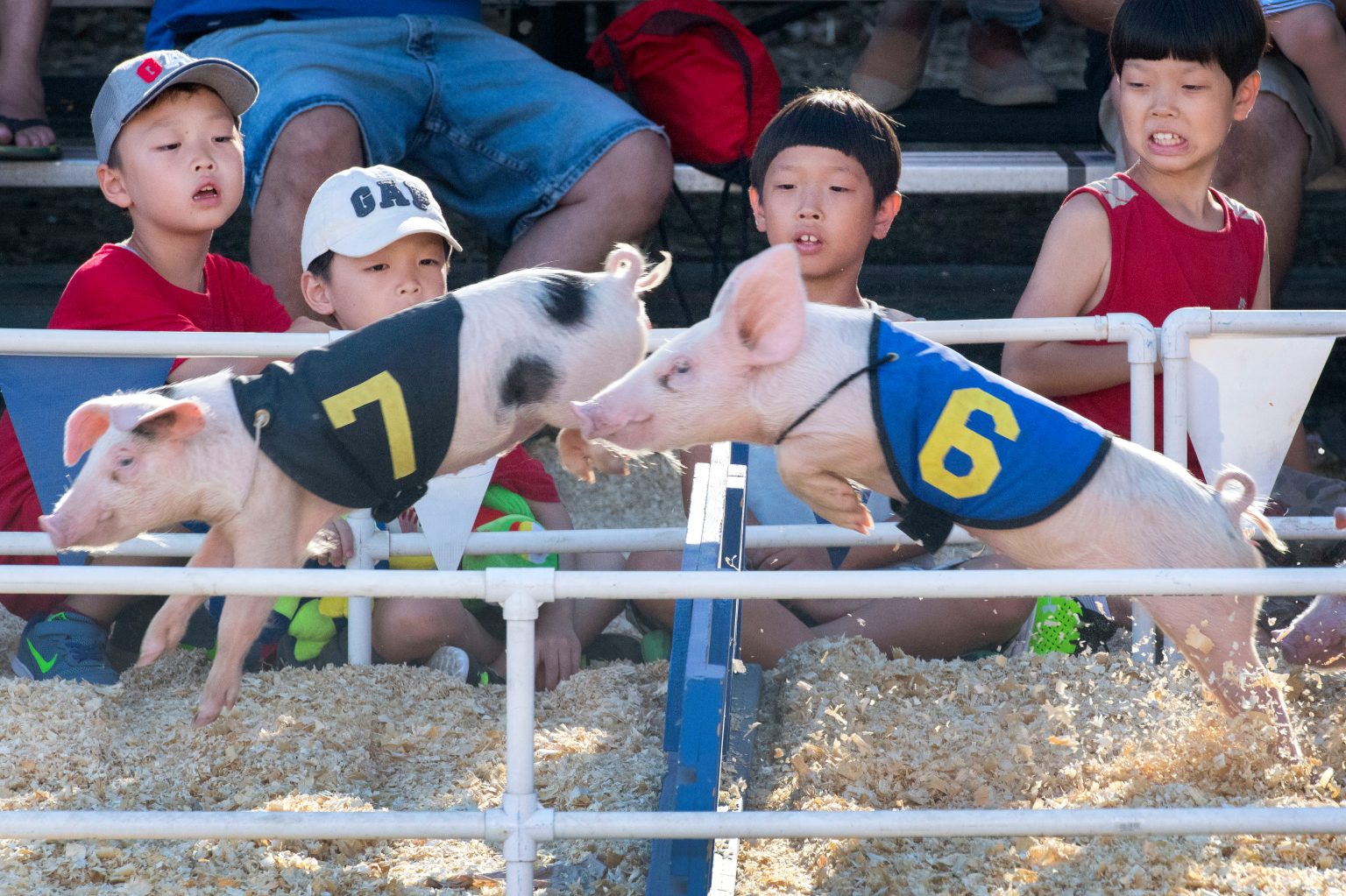 All-Alaskan Racing Pigs - OC Fair & Event Center - Costa Mesa, CA