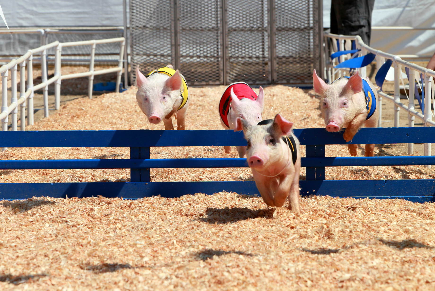 All-Alaskan Racing Pigs - OC Fair & Event Center - Costa Mesa, CA