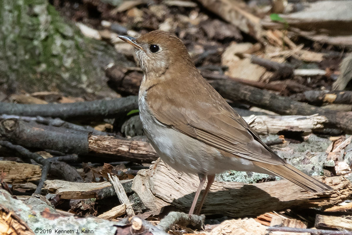 Veery Or Other Thrush Help Me Identify A North American Bird Veery Or Other Thrush Help Me Identify A North American Bird